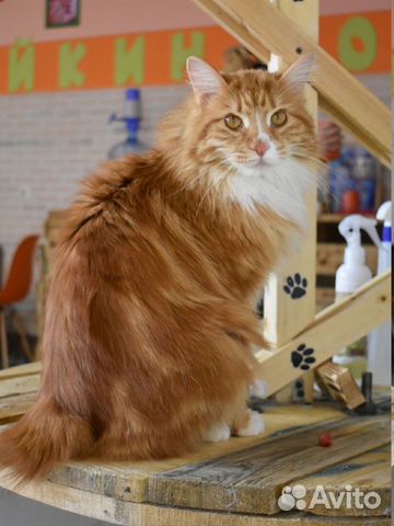 Афродита в поиске дома