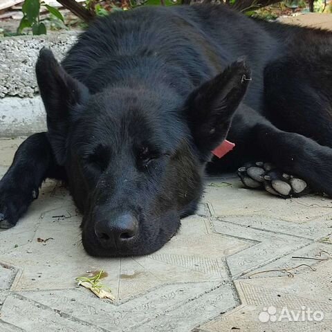 Черная немецкая овчарка