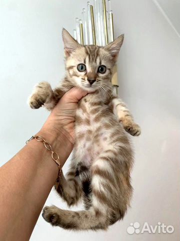 Снежная Минк Кошечка с док-ми WCF