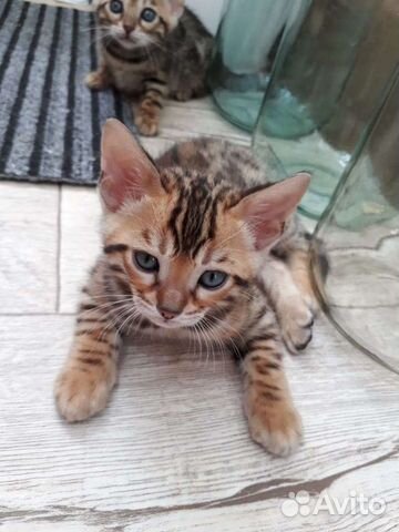 Бенгальские котята продажа