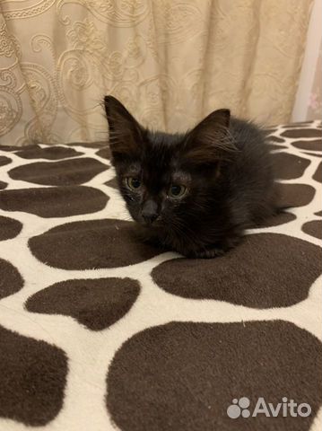 Черный котенок в добрые руки