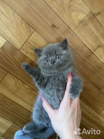 Британская