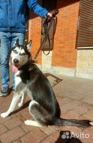 Сибирский хаски (карликовая)