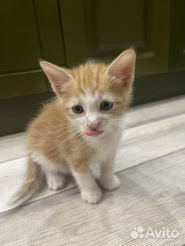 Котятки домашние пушистые