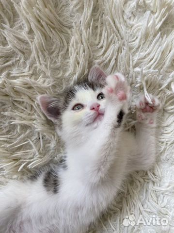 Котенок девочка 1 месяц