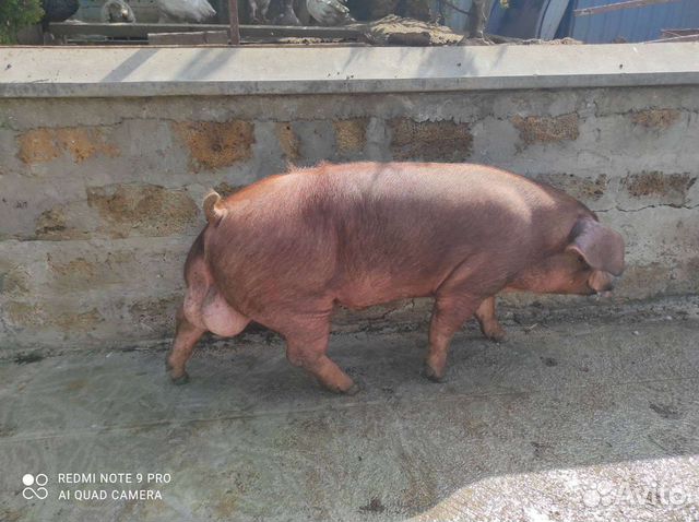 Хряк Дюрок породистый