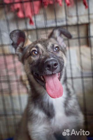 Собака в добрые руки