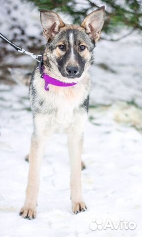 Щенок ищет хозяина