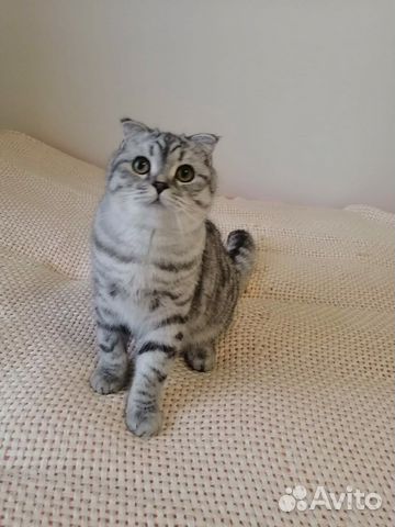 Кастрированный Сэм ищет дом