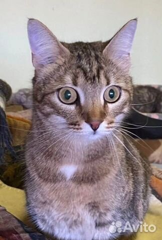 Кошка в добрые руки, Стеша