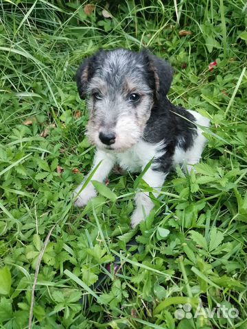 Фокстерьер жесткошерстный