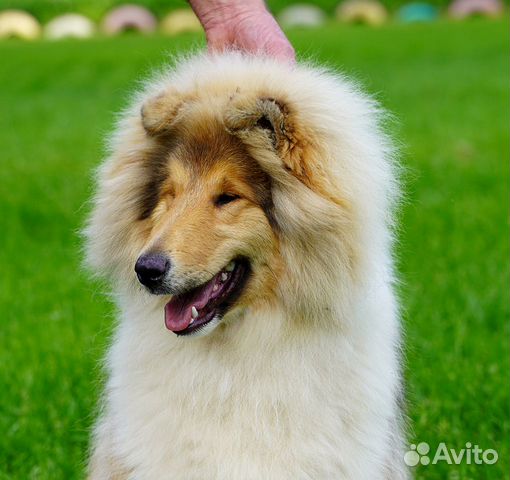 Колли щенок