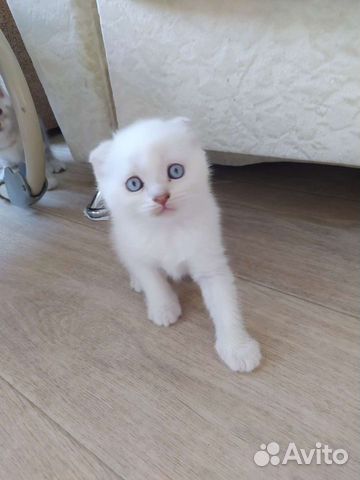 Шотландские котята