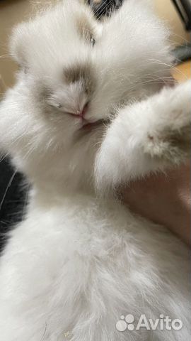 Карликовый кролик