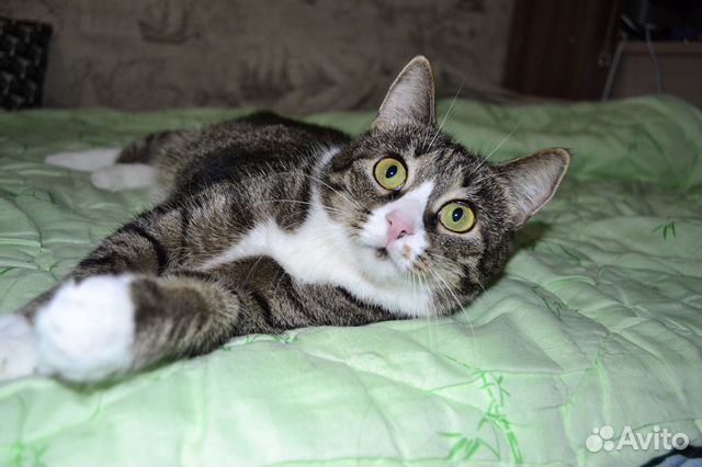 Кошка Эля ищет семью