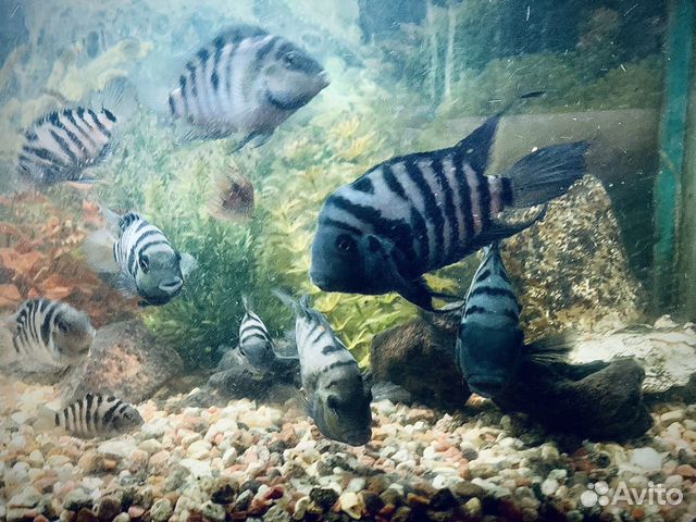 Аквариумные рыбки цихлиды