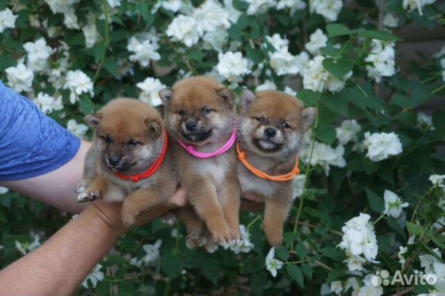 Сиба ину чудесные малышки