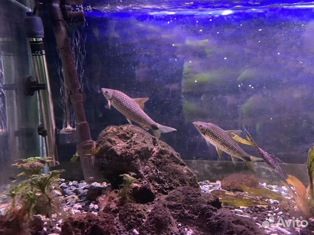 Бородоед 2 шт (сетчатый кроссохейлюс)