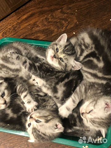 Продам британских котят