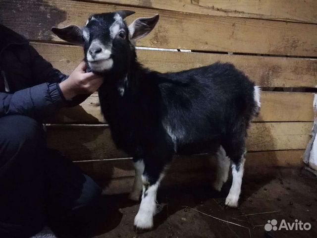 Козлик на продажу