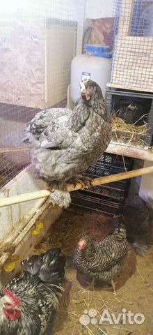 Продам семью кохинхинов