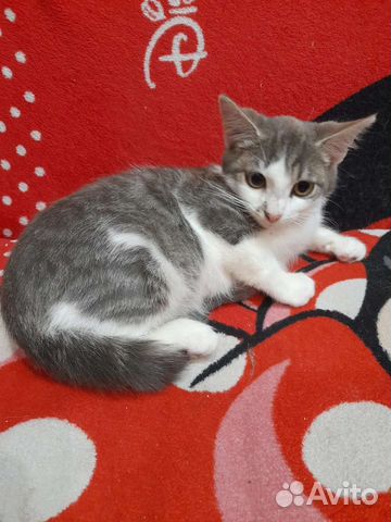 Очень славный малыш ищет дом