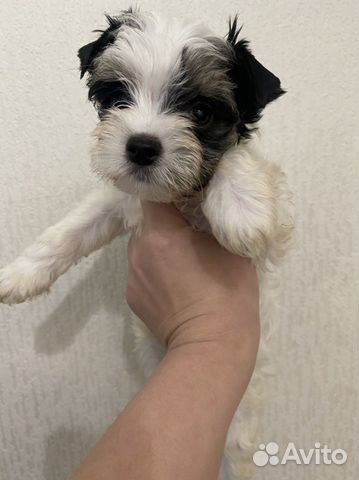 Цветная Йорочка (Бивер )