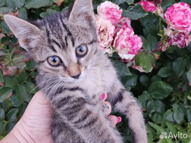 Котята-охотники