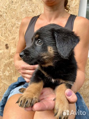 Щенок в добрые руки