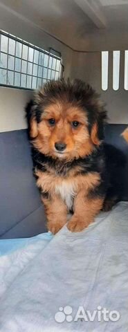 Элвис ищет дом