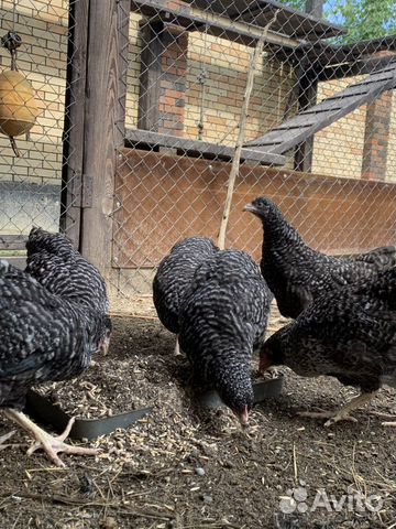 Куры молодки несушки доминант
