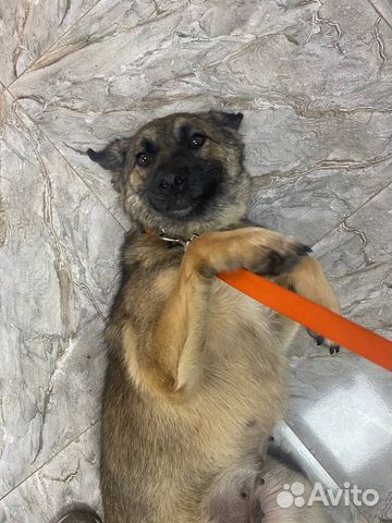 Отдам в добрые руки