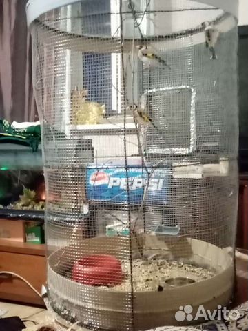 Щегол самцы поющие