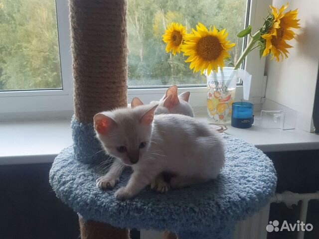 Бенгальские котята линкс