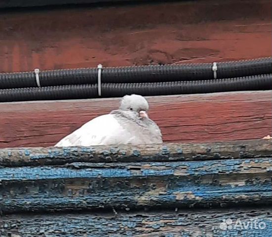 Продажа голубей