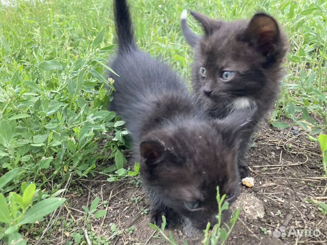 Отдам в добрые руки котят