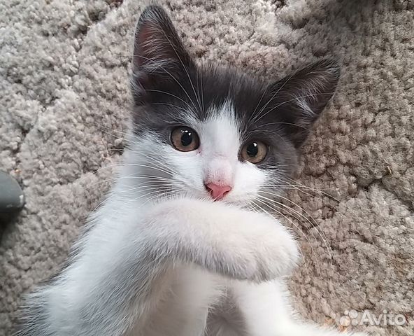 Котёнок ищет семью