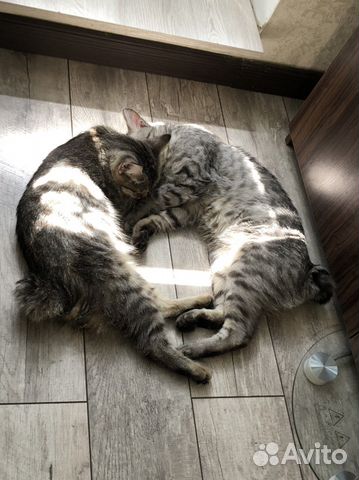 Отдам кошку в добрые руки