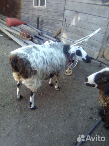 Овечка и баран