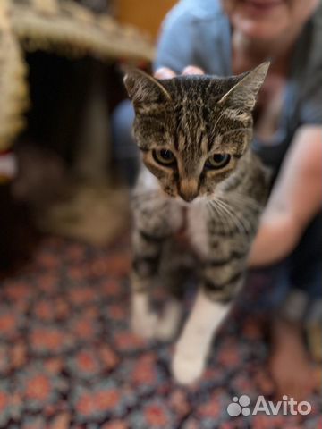 Домашние кошки