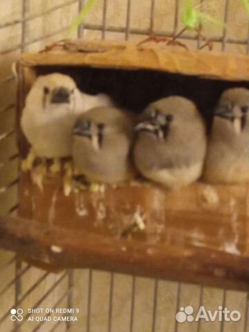 Птицы Зебровые амадины