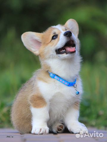 Щенки Вельш Корги Пемброк (кобели)