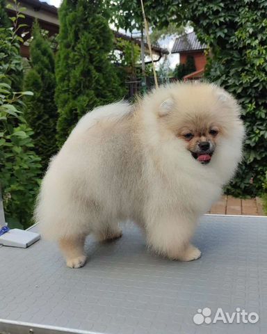 Померанский шпиц