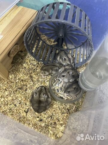 Джунгарский хомяк