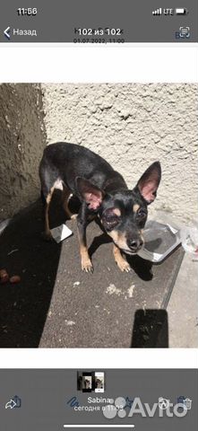 Найдена собачка