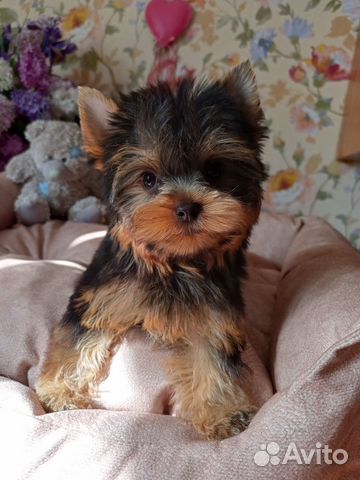 Йоркширский терьер мини беби фейс щенки