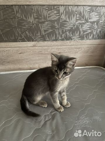 Абиссинский котёнок