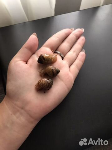 Улитки ахатины