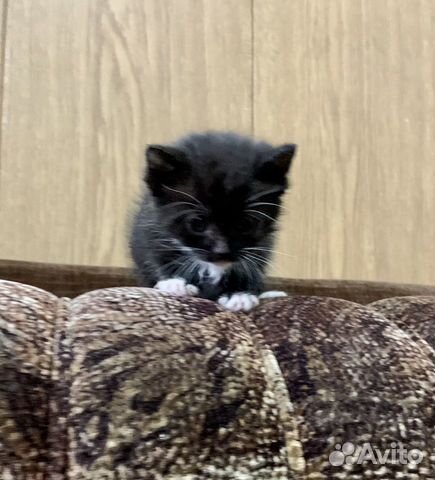 Котенок