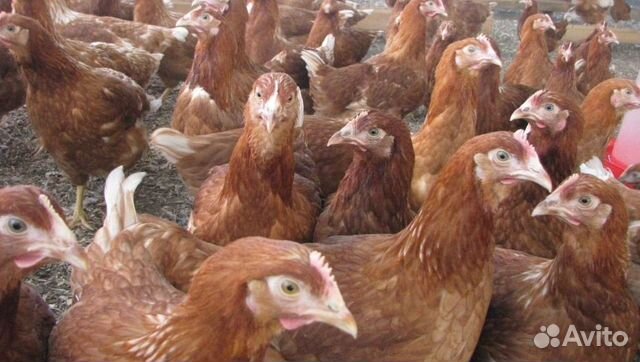 Куры молодки опт и розница